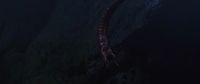 Lekgolo - Species - Halopedia, the Halo wiki